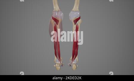 Superficial and Deep Muscles of Posterior Leg Stock Photo - Alamy
