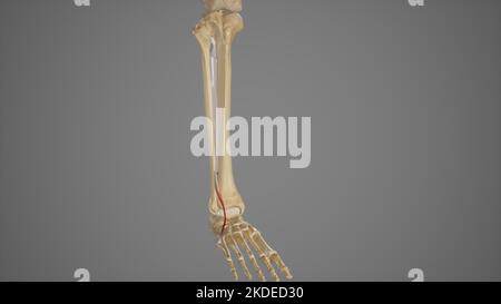 Medical Illustration of Peroneal Muscles (Ankle Everters Stock Photo ...