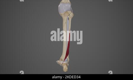 Illustration of the muscles of the leg. This is a posterior deep view ...