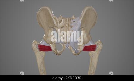 Medical Illustration of Inferior Gemellus Muscle Stock Photo - Alamy