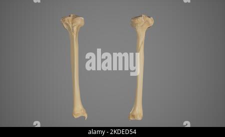 Tibia, anterior and posterior view, human anatomy Stock Photo - Alamy
