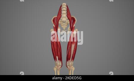 Anatomy of human thigh muscles, anterior view Stock Photo - Alamy