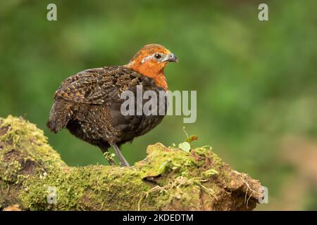 Chestnut wood quail Stock Photo - Alamy