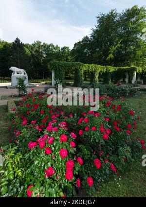 Rosengarten Forst, Lausitz, germany Stock Photo - Alamy