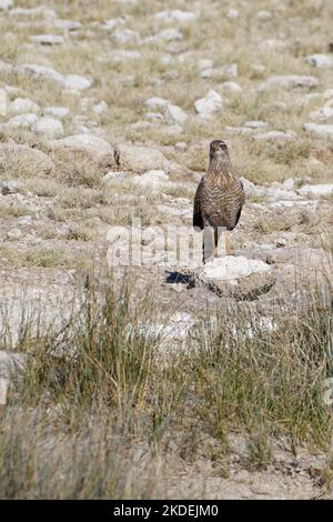 Pale Chanting-Goshawk at waterhole in Kgalagadi transfrontier park ...