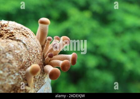 Pin Heads of Poplar Mushrooms or Velvet Pioppini (Yanagi Matsutake ...