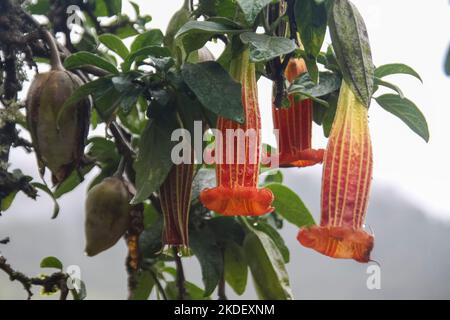 Plants in the Ecuadorian Amazonian rainforest photographed at the ...