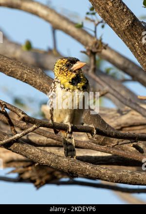 D'Arnaud's Barbet is the more common of the ground barbet group and are ...