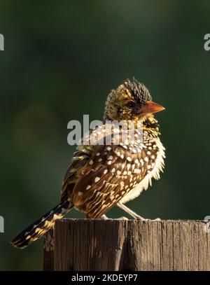 D'Arnaud's Barbet is the more common of the ground barbet group and are ...