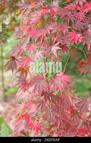 The autumn colours of the Japanese maple 'Shojo-shidare' tree Stock ...