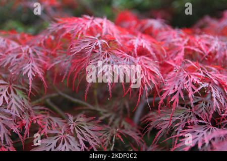 The autumn colours of the Japanese maple 'GarnetÕ tree Stock Photo - Alamy
