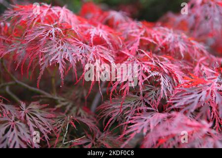 The autumn colours of the Japanese maple 'GarnetÕ tree Stock Photo - Alamy
