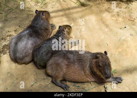 Family of capybara laying together in zoo in Vietnam Stock Photo - Alamy