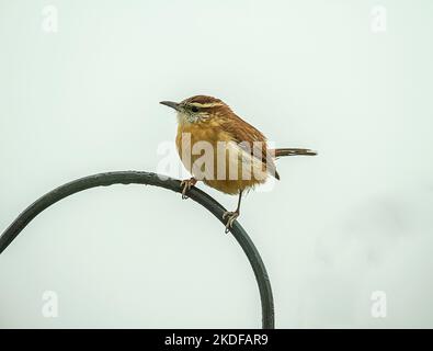 Wren bird cautiously feeds at bird feeder Stock Photo - Alamy