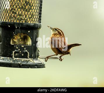 Wren bird cautiously feeds at bird feeder Stock Photo - Alamy