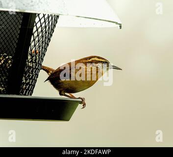 Wren bird cautiously feeds at bird feeder Stock Photo - Alamy
