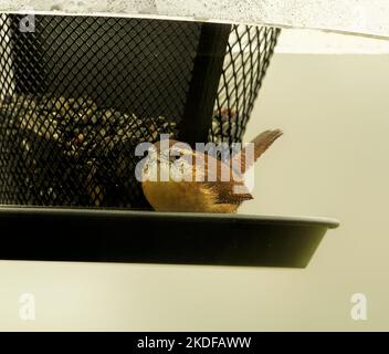Wren bird cautiously feeds at bird feeder Stock Photo - Alamy