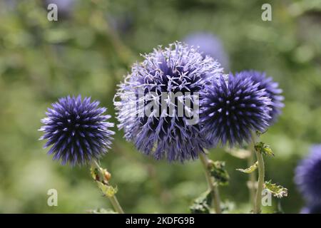 A closeup shot of Echinops setifer flowers in a garden Stock Photo - Alamy
