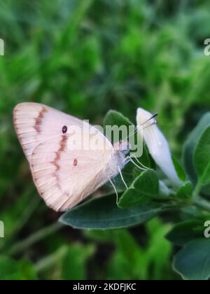 A closeup of a colotis butterfly on a green leaf, in a vertical shot ...