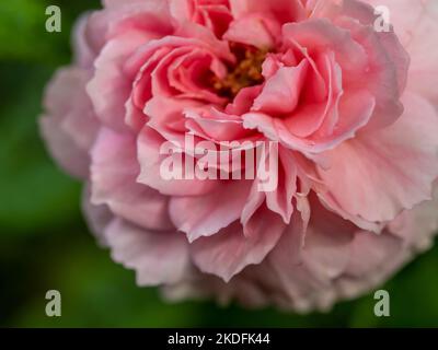 Shape and colors of Princess Meiko roses that blooming Stock Photo - Alamy