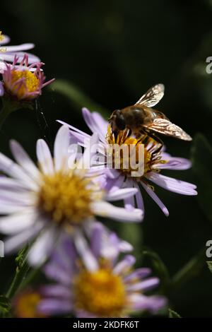 A closeup image of light purple daisies in a green background Stock ...