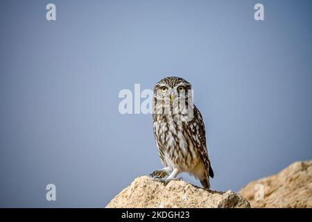 Little Owl sunbathing on a stone Stock Photo - Alamy
