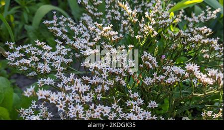 German statice - Tatarian statice (Goniolimon tataricum) flowering in ...