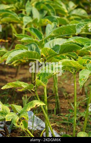Amorphophallus oncophyllus (Also Amorphophallus, Iles-iles, Porang ...