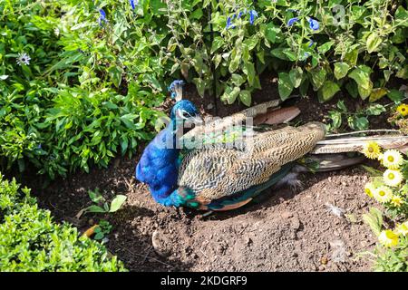 Peacock,bird,at,Powis Castle, and,garden,grounds,Powys,Powys County ...