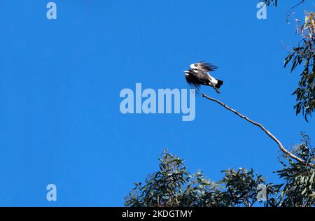 Australian Magpie taking off in flight, bird flying Stock Photo - Alamy
