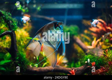 lovely angel fish in my aquarium Stock Photo - Alamy