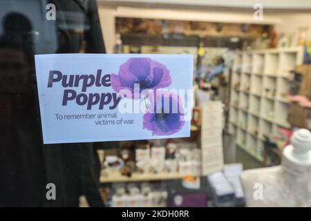 Purple poppy,poppy,day,appeal,to,remember,animal,victims,victim,of,war ...