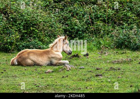 Wild horses along the road to San Andres de Teixido, A Coruna Province ...