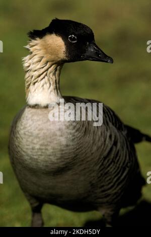the nene is a very endangered species on the hawaiian islands Stock ...