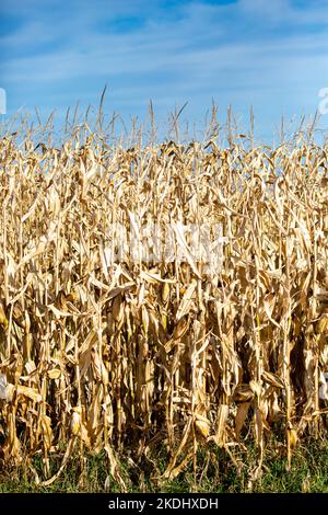 Wisconsin cornfield ready for harvest with copy space, panorama Stock ...