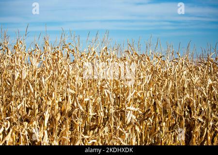 Wisconsin cornfield ready for harvest with copy space, horizontal Stock ...