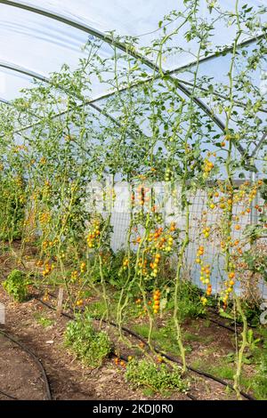 Chimacum, Washington, USA. Commercial greenhouse growing sungold ...