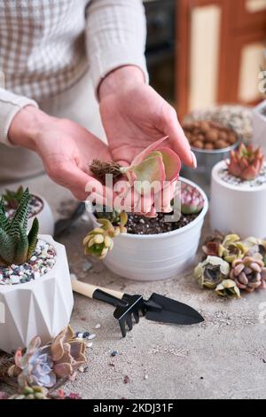 Woman holding Echeveria Succulent rooted cutting Plant with roots ready ...