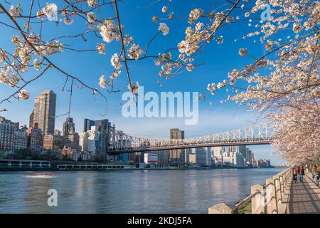Queen bridge to Roosevelt Island during cherry blossom in New York City ...