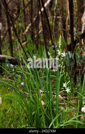 blue grass lily Stock Photo - Alamy