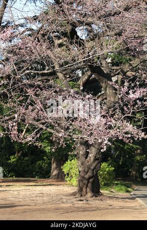 Blooming sakura trees in Shinjuku Gyoen national garden, Shinjuku ...