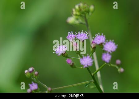 Cyanthillium cinereum (little ironweed, poovamkurunnila, monara ...