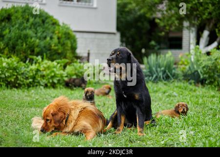 Family Newfoundland dogs with puppies, running around, playing in the ...