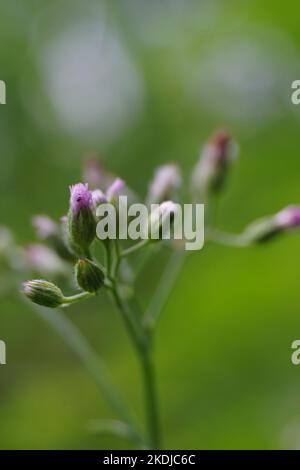 Cyanthillium cinereum (little ironweed, poovamkurunnila, monara ...