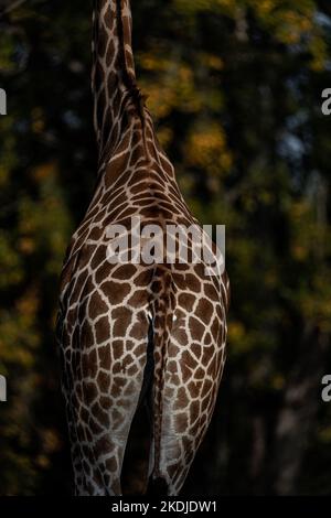 giraffe viewed from behind, the giraffe's back Stock Photo - Alamy