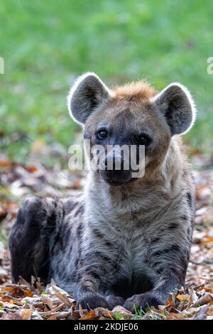 the laughing hyena lying on the fallen leaves Stock Photo - Alamy