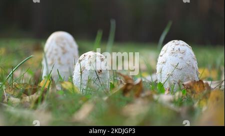 a group of young crested thistle growing on a meadow. Hidden between ...