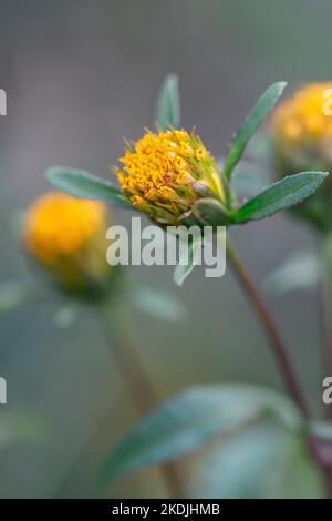 Bidens frondosa, devil's beggarticks flowers in the forest Stock Photo ...