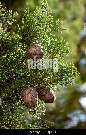 Female cypress cones (Cupressus sempervirens) on the crown of a tree in ...