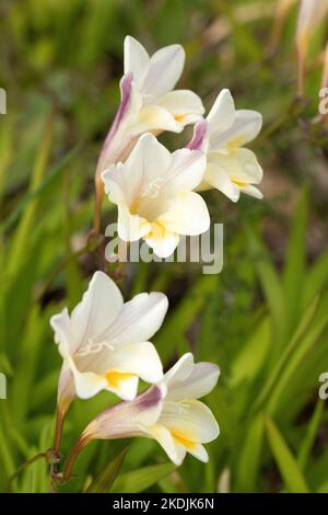 Close-up of freesia flowering plants on terrace pots, in natural light ...